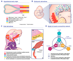 Symposiums & Practicals booklet: Day 4: animal models of movement - speaker #3 | Moodle - Lyon1